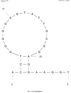 Aptamer Beacon - APTAGEN Labs