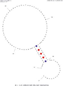 L-Selectin Multivalent Aptamer - APTAGEN Labs